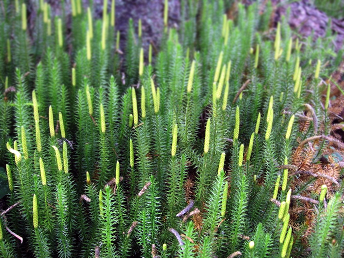 Fossil-alma-karbon-lycopodiophytaos